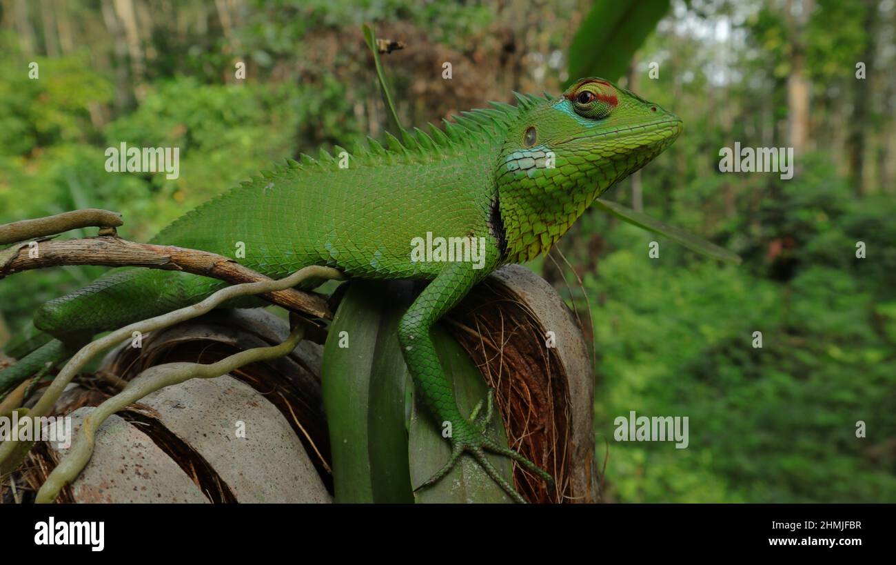 An eastern garden lizard back looking with curious face in the garden ...
