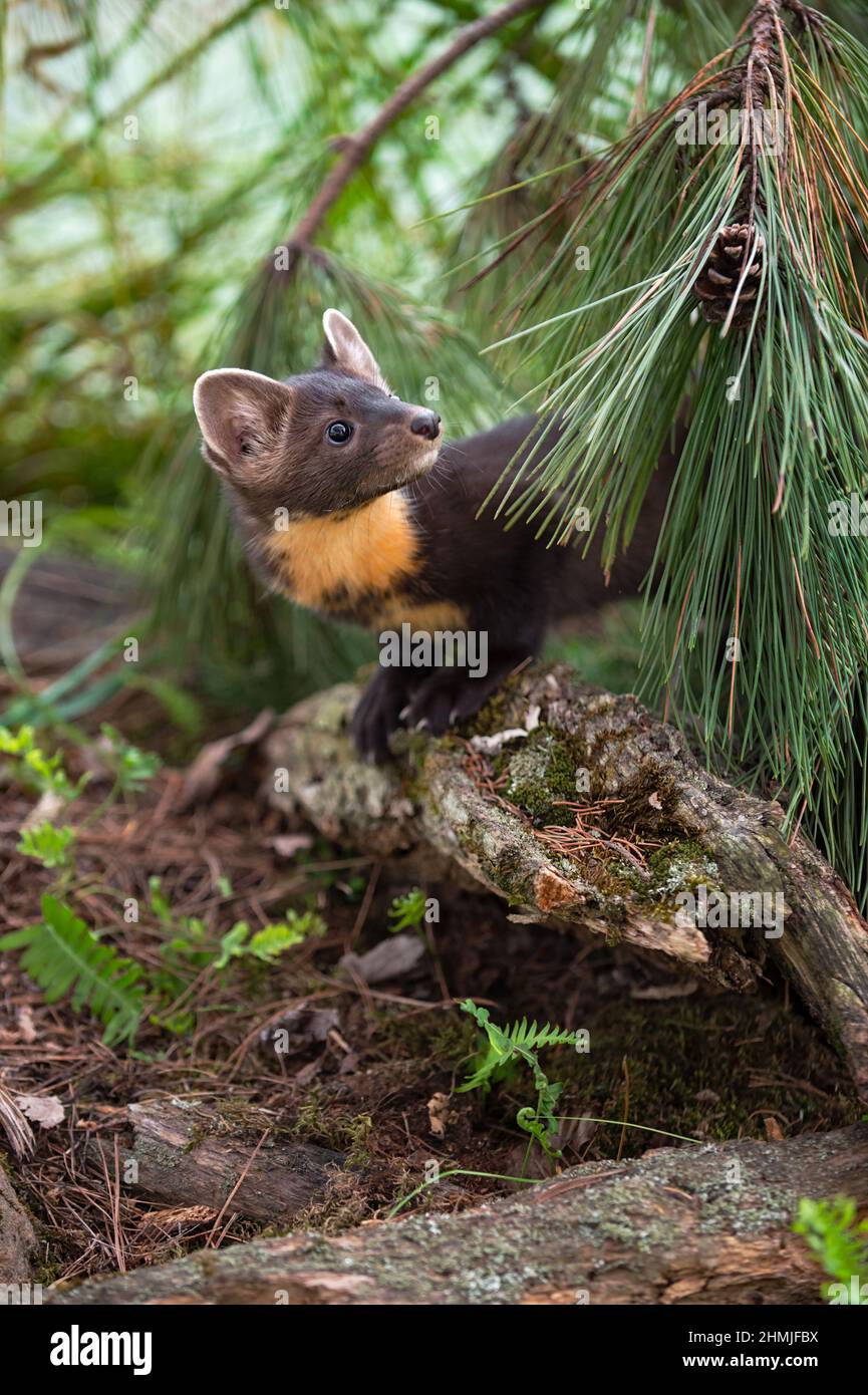 American Pine Marten (Martes americana) Looks Around Pine Bough Summer ...