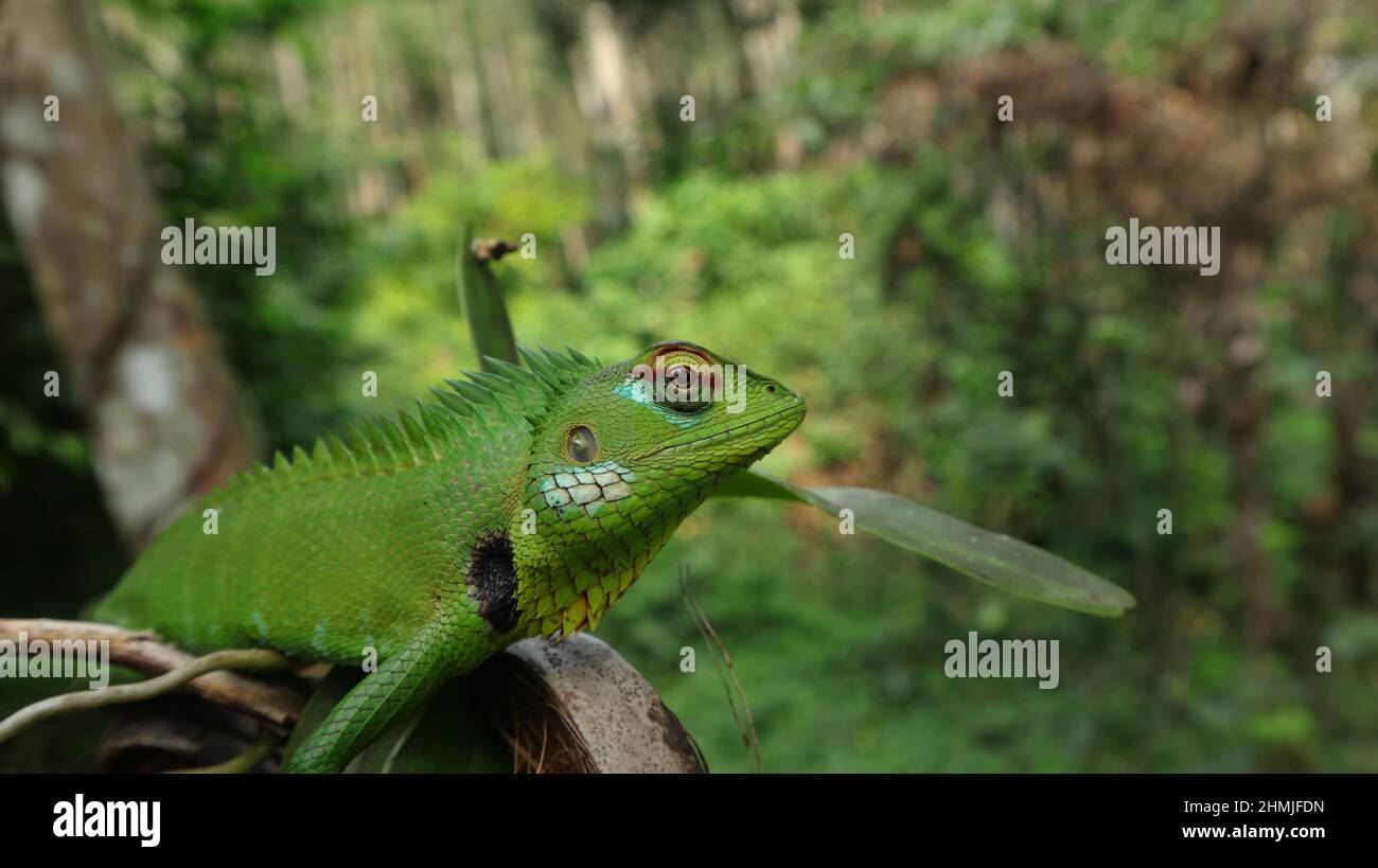 Close up of an eastern garden lizard's face Stock Photo - Alamy