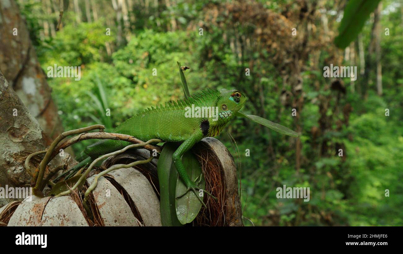 Lizard turning its head hi-res stock photography and images - Alamy