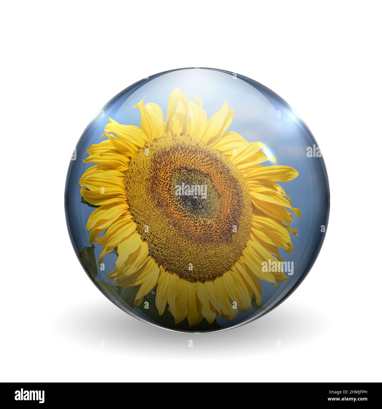 Sunflower in a glass ball, illustration Stock Photo - Alamy