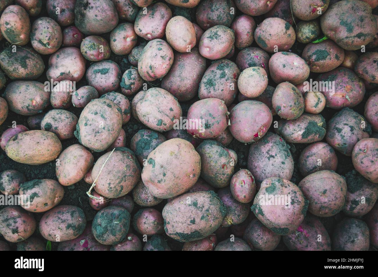 Large number of potatoes, harvest of vegetables.Close up Stock Photo ...