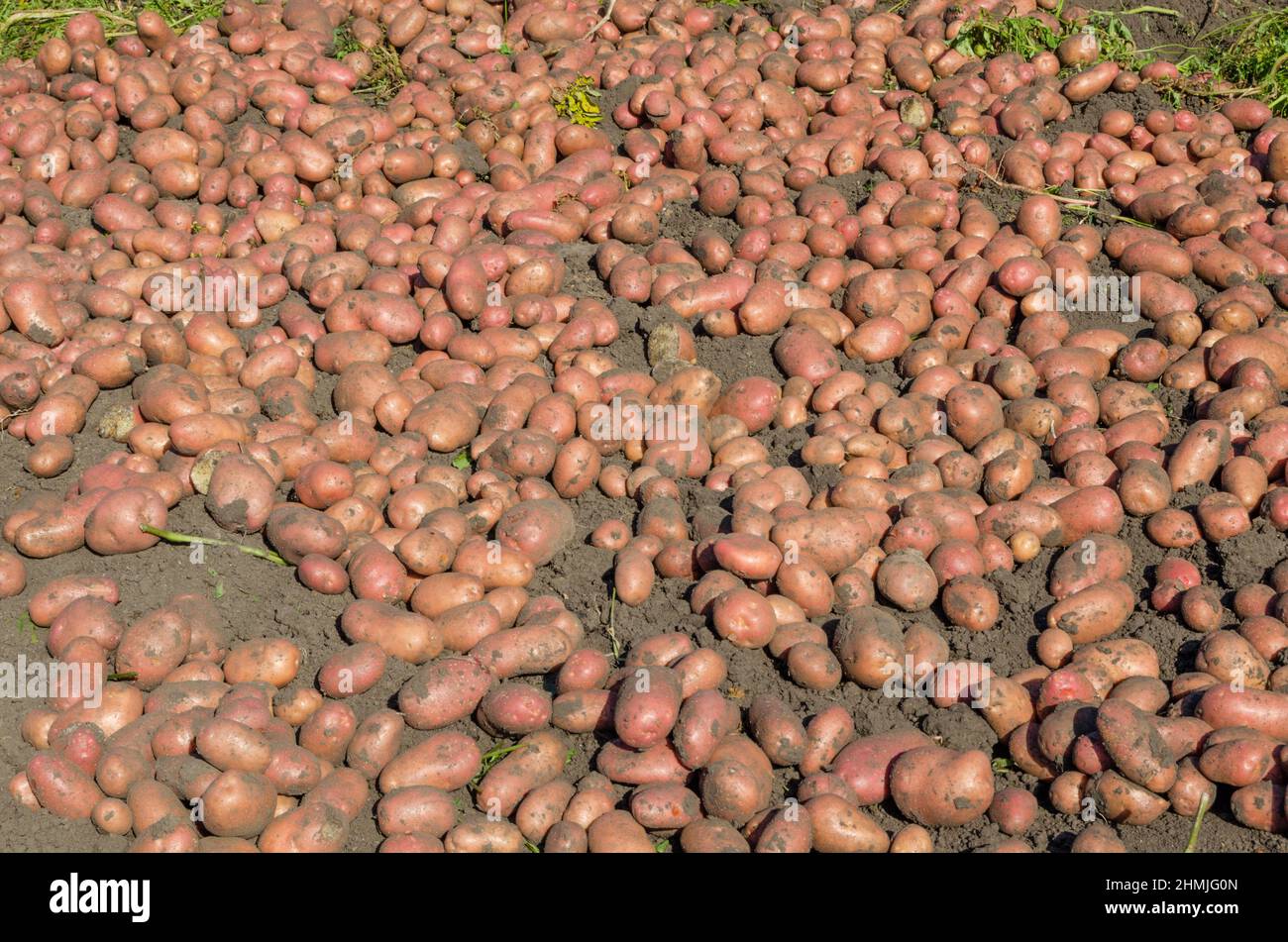 Large number of potatoes, harvest of vegetables.Close up Stock Photo ...