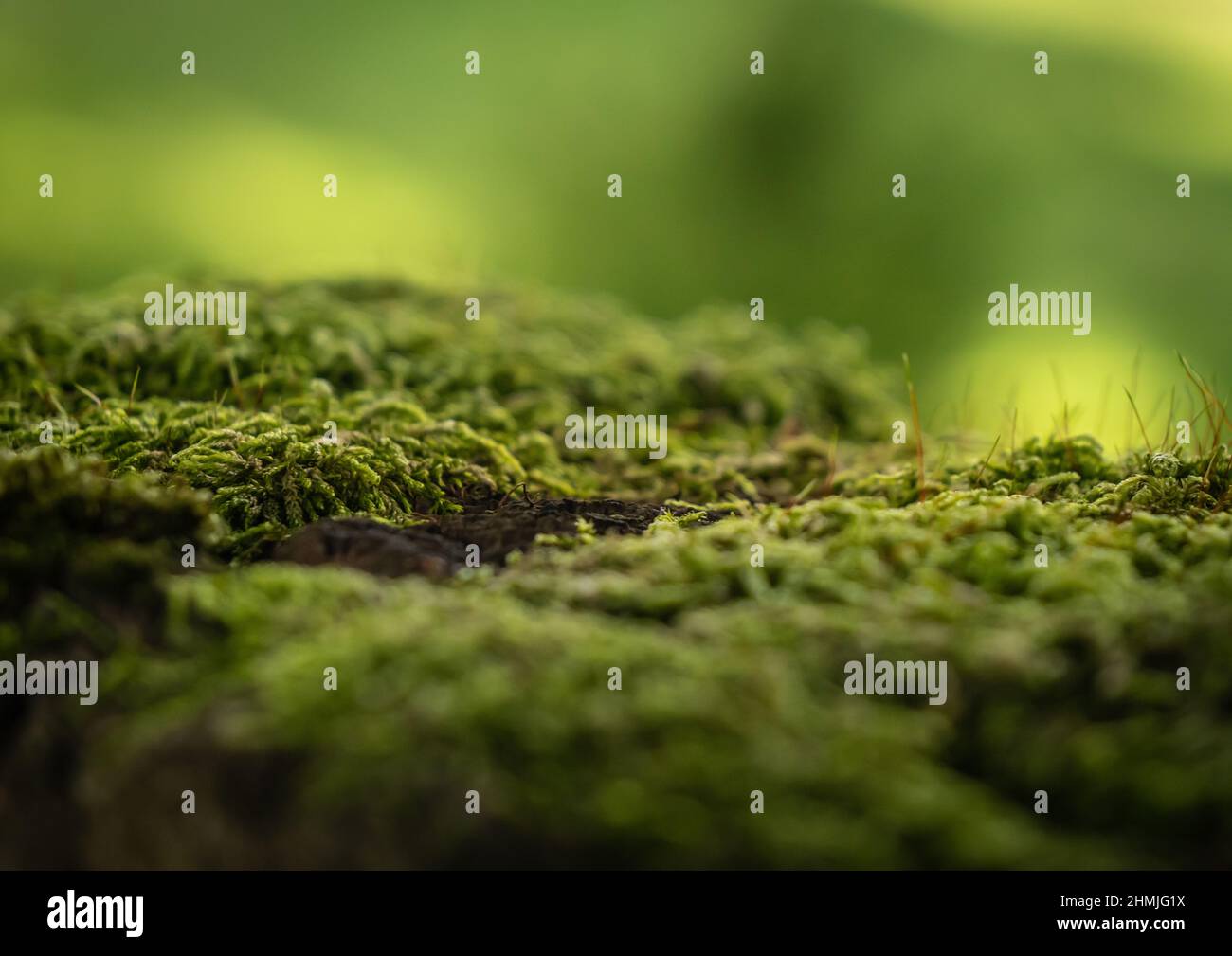Grass green fresh zoom nature hi-res stock photography and images - Alamy