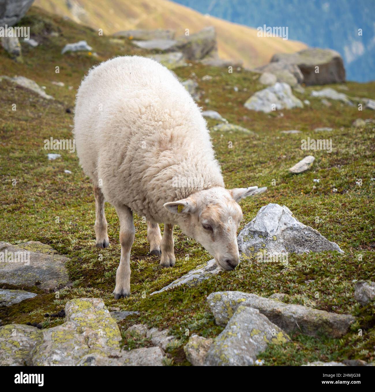 Swiss sheep farm hi-res stock photography and images - Alamy