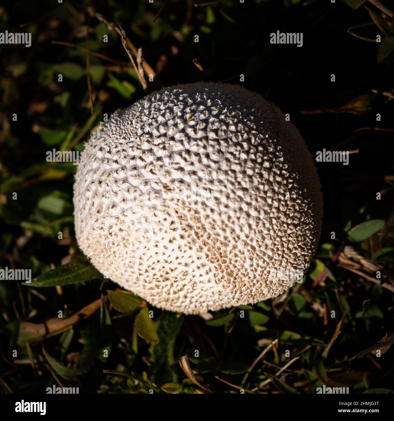Full Puffball Mushroom on a grassy hill, lit by the sun Stock Photo - Alamy