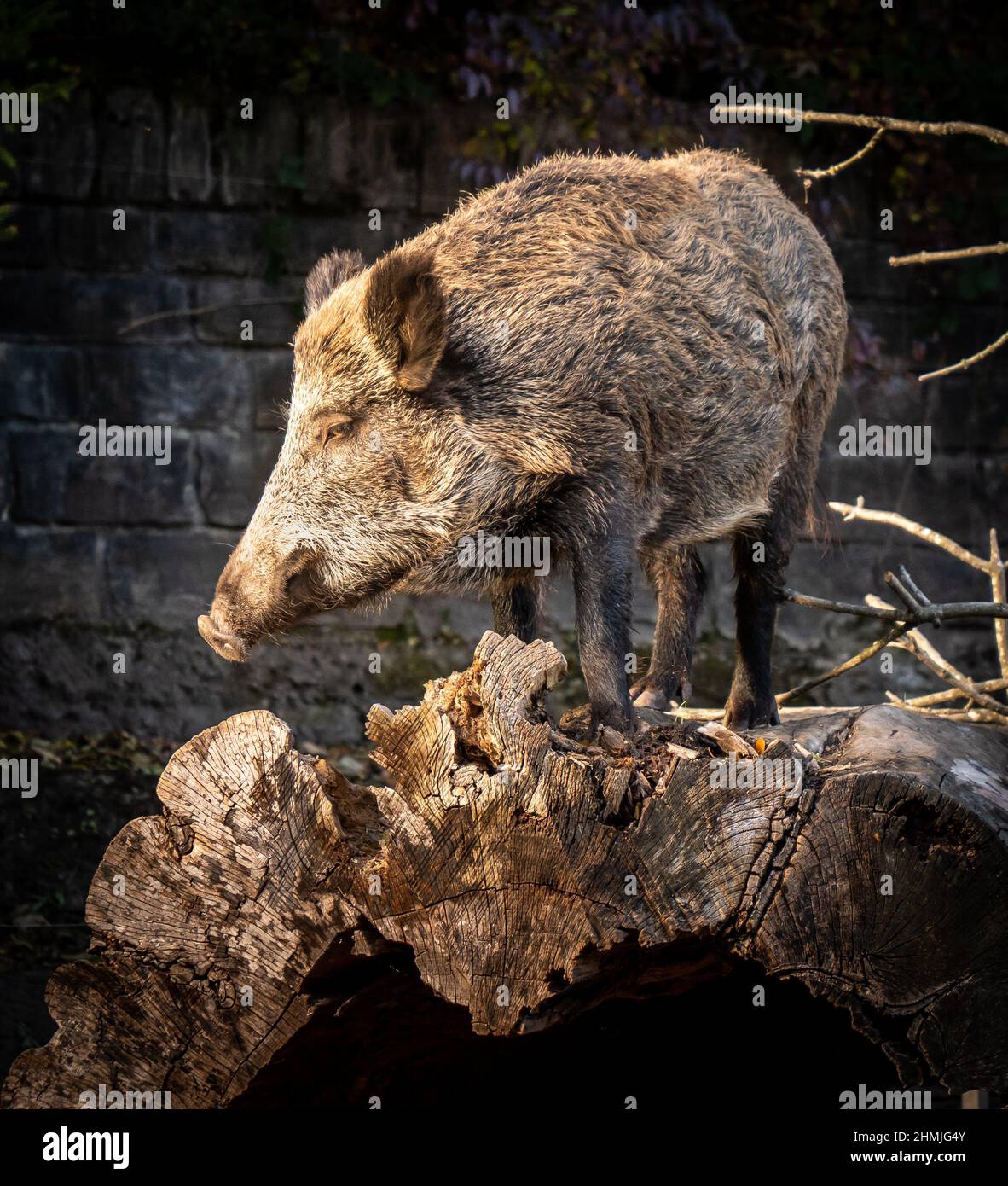 Wild boar tusks hi-res stock photography and images - Alamy