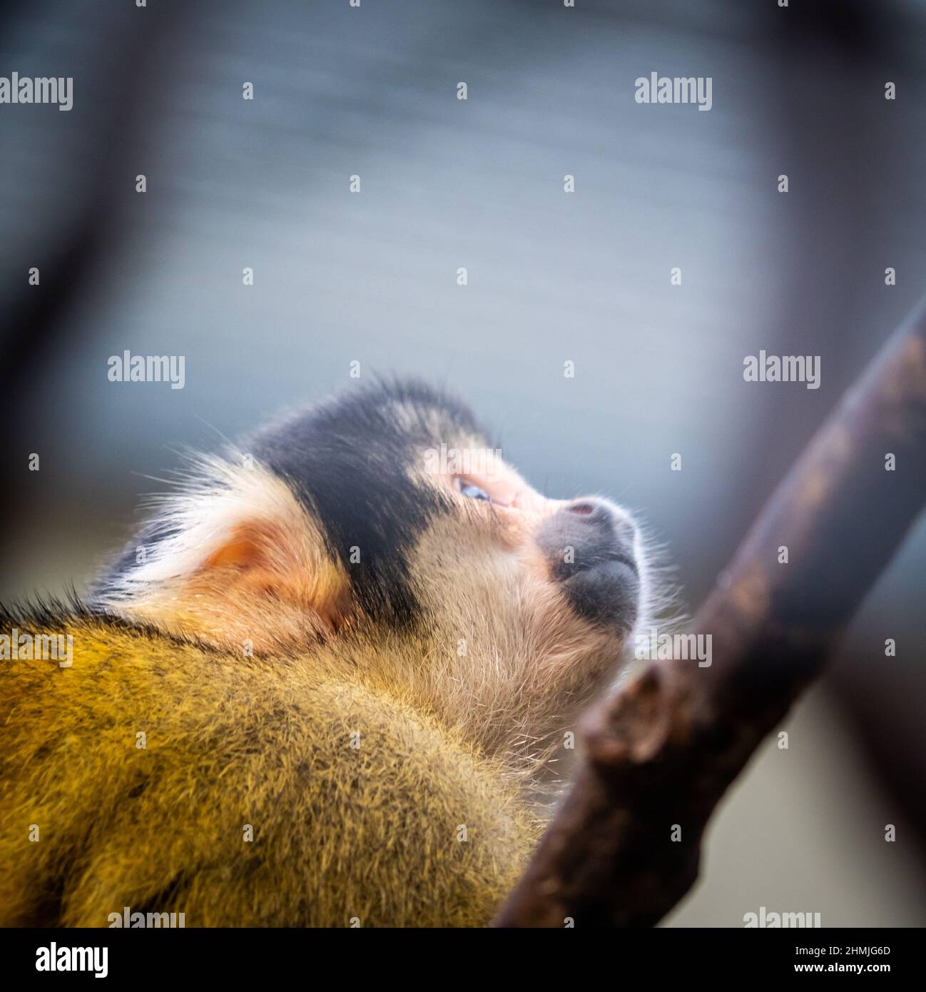 cute little furry squirrel monkey looking up curiously Stock Photo - Alamy