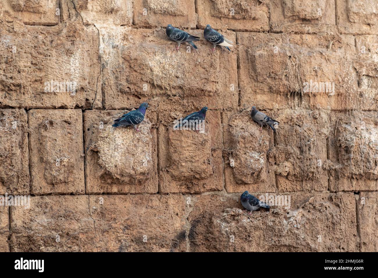 pigeons sit on a vertical ancient stone wall Stock Photo - Alamy