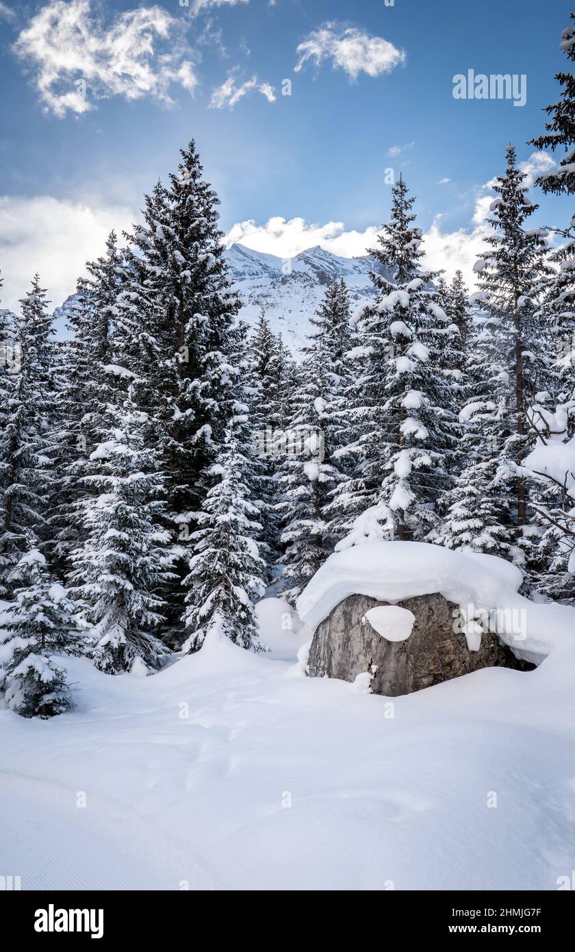 Winter landscape with pine trees and rocks covered with a thick layer ...