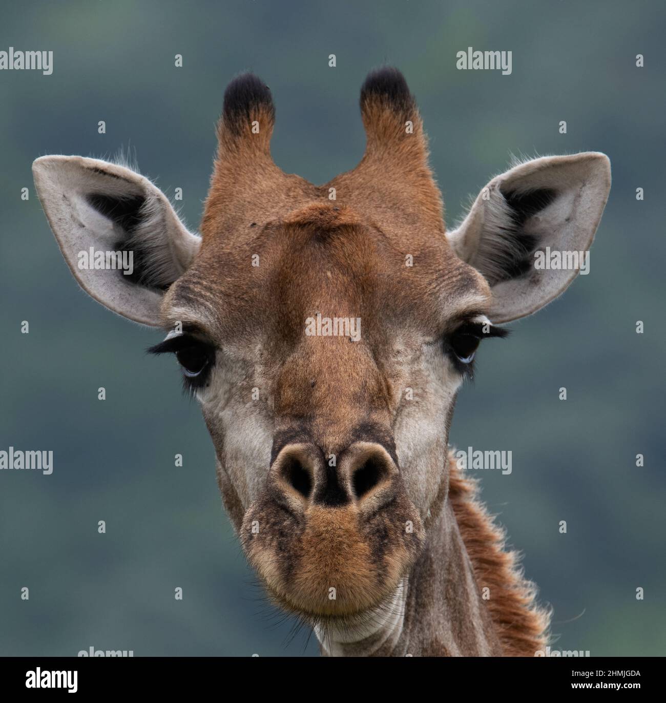 Juvenile giraffe hi-res stock photography and images - Alamy