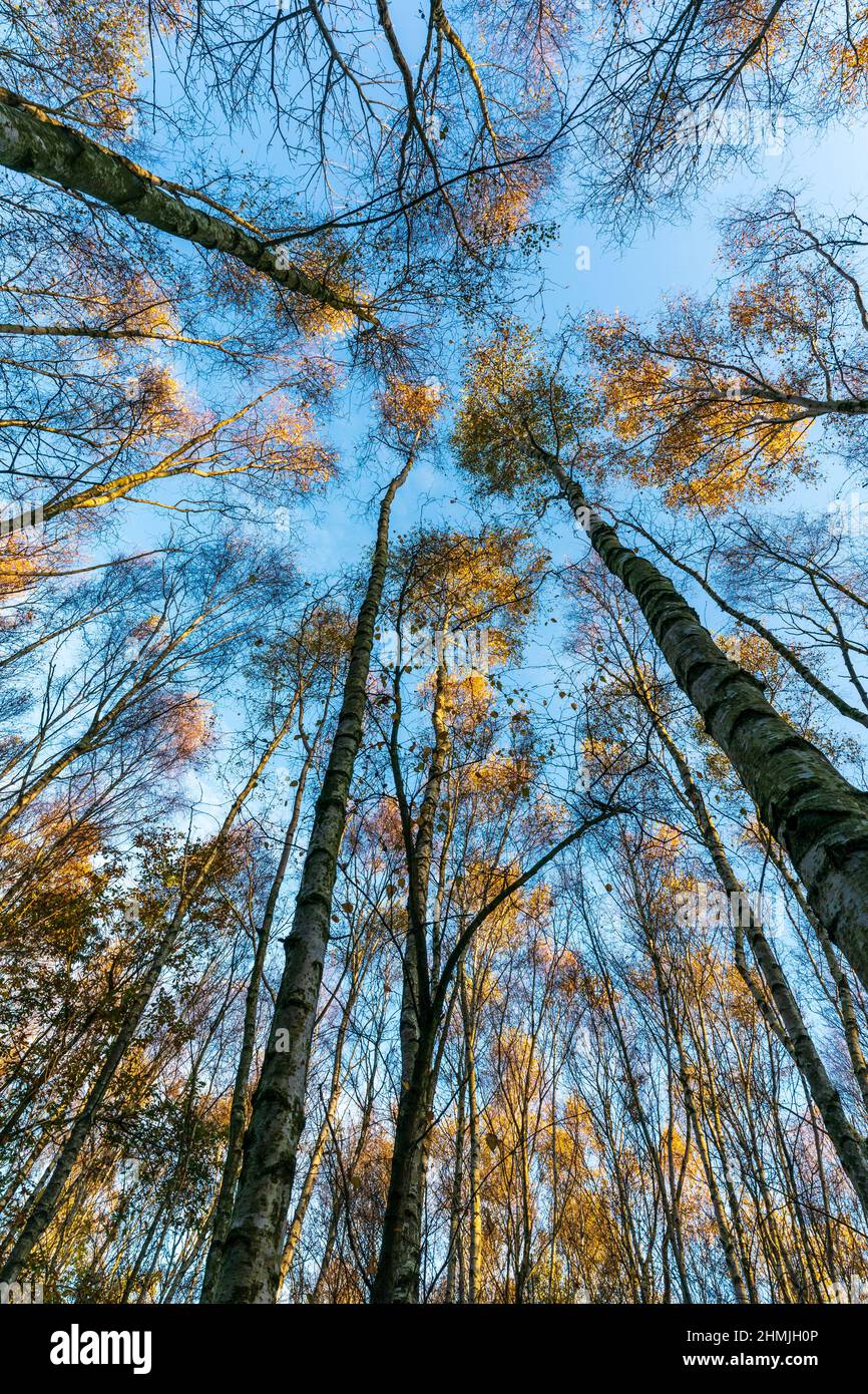 Level upward angle of view hi-res stock photography and images - Alamy