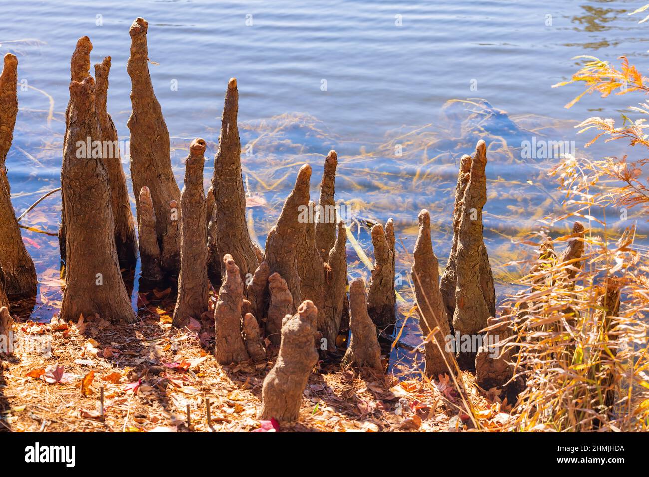 Close up shot of interesting tree roots along the Texas Native Trail at ...