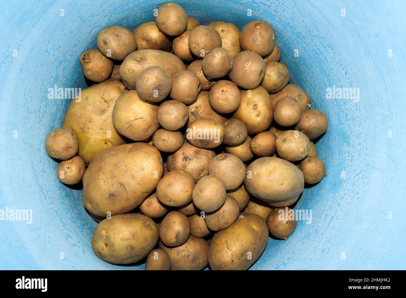Bucket full of Potato vegetables cleaned disinfected and stored Stock ...