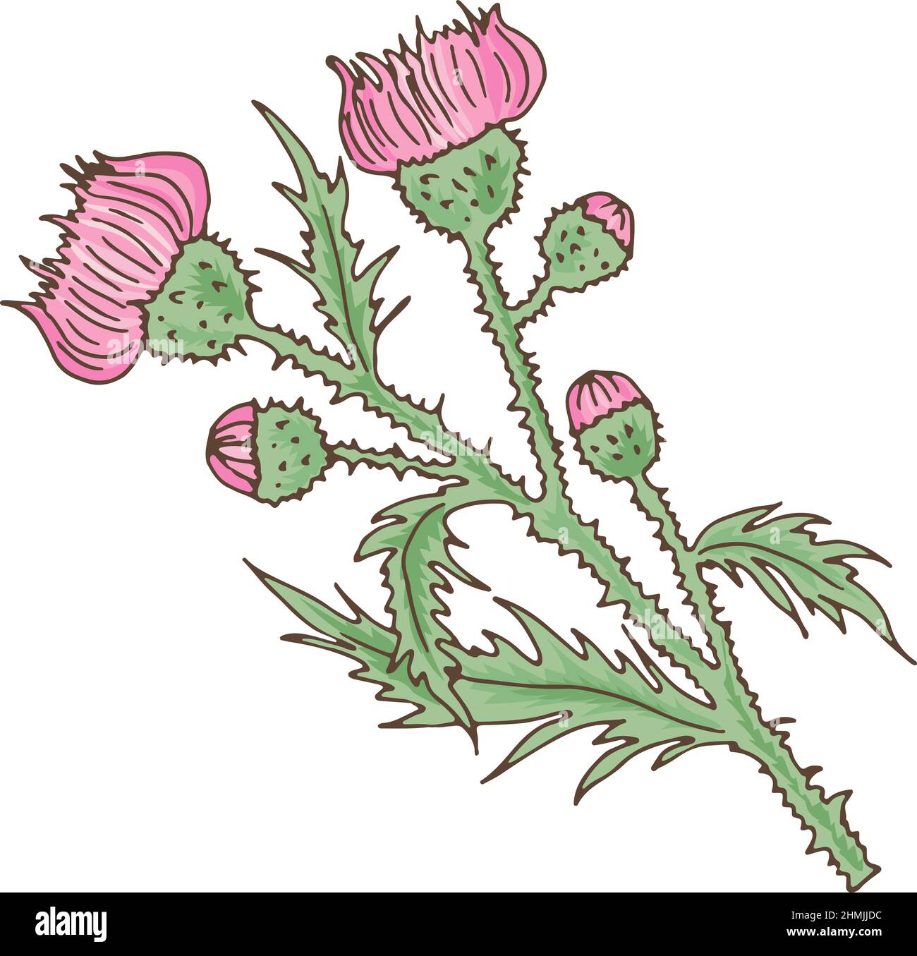 Wild flower wildflower medicinal Stock Vector Images - Alamy