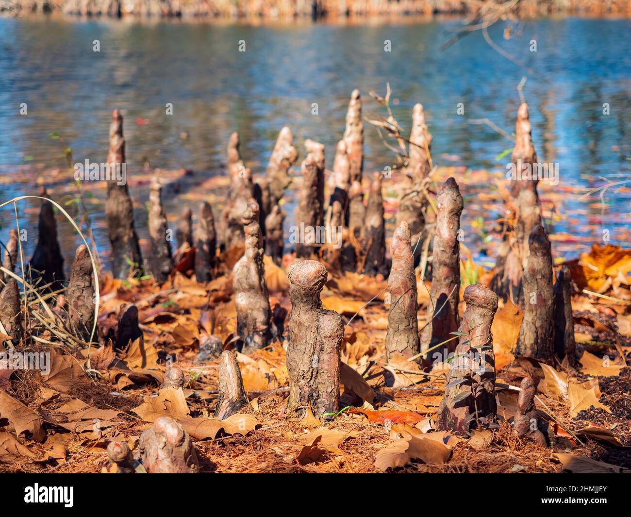 Close up shot of interesting tree roots along the Texas Native Trail at ...