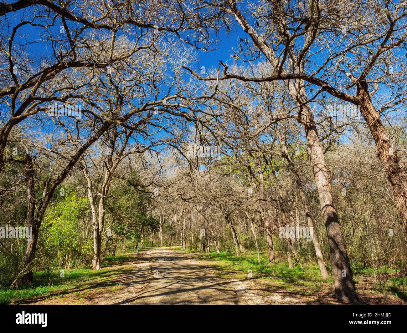 Hanging on an oak tree hi-res stock photography and images - Alamy
