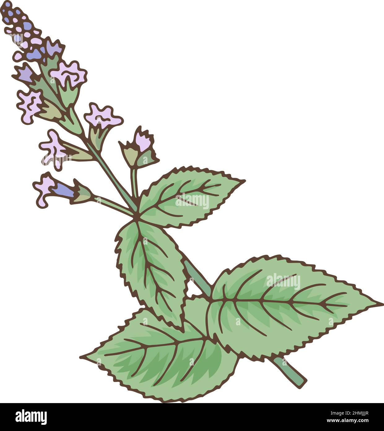 Peppermint botanical illustration hi-res stock photography and images ...