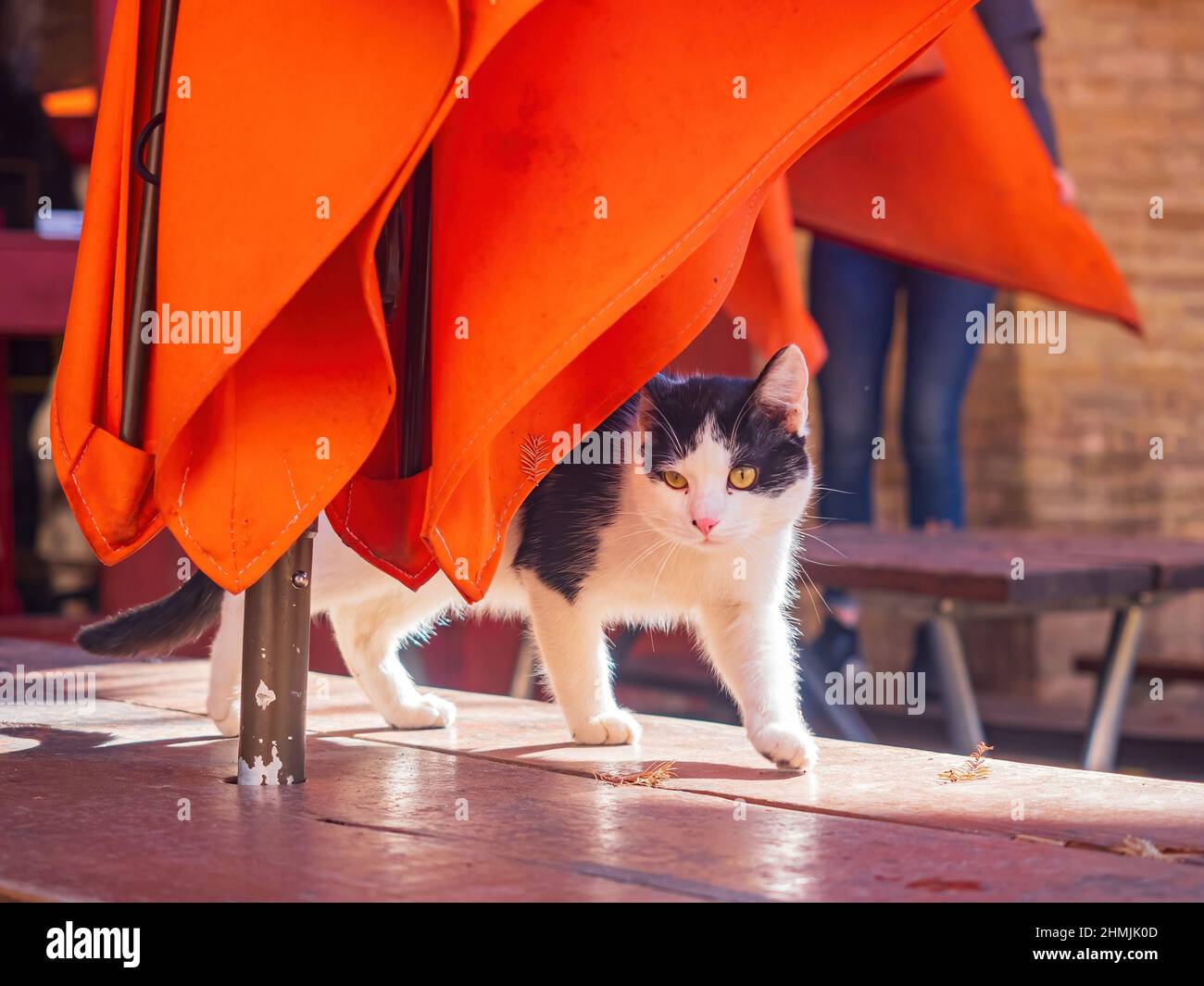 Texas cat hi-res stock photography and images - Alamy