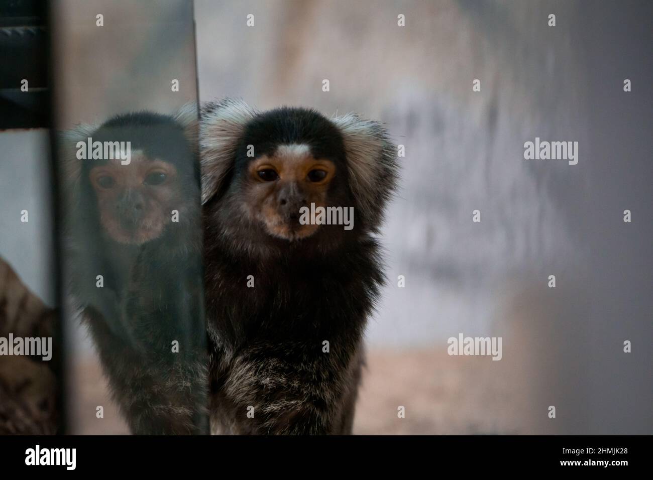 Cute marmoset hi-res stock photography and images - Alamy