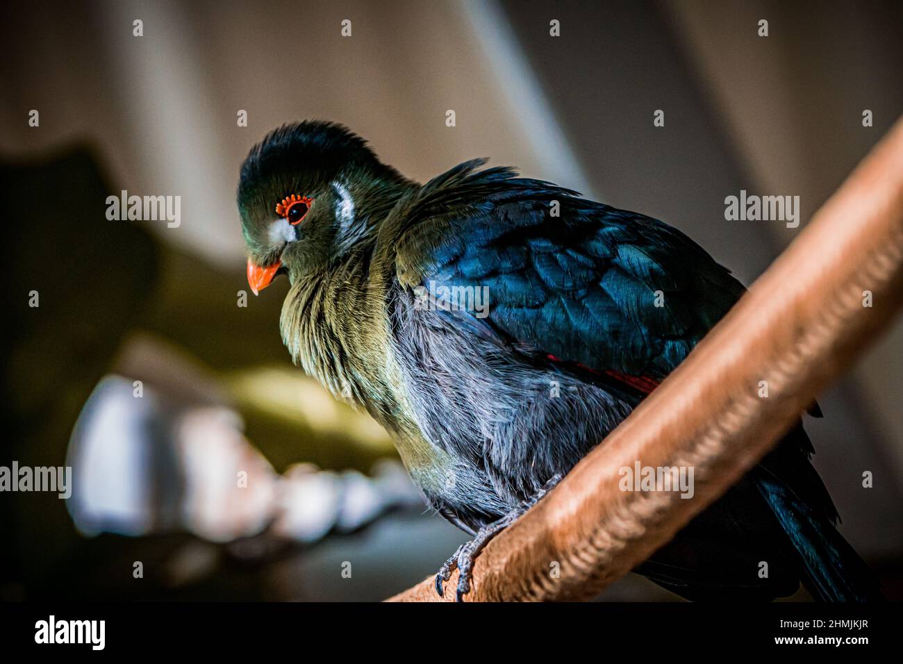 Guinea Turaco also known as Green Turaco, Tauraco persa Stock Photo - Alamy