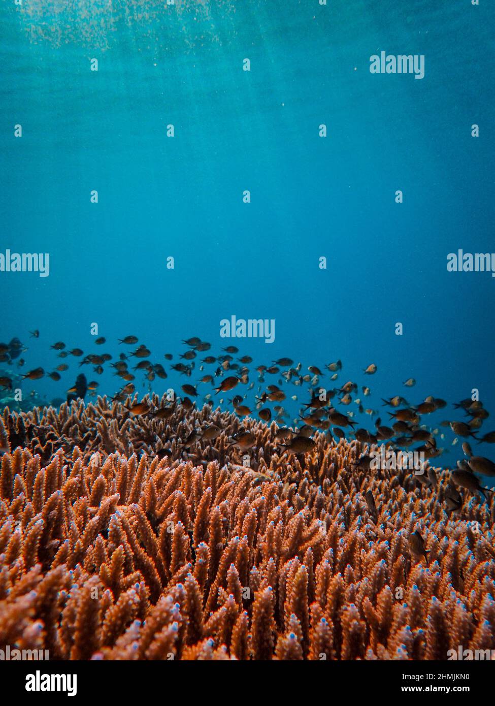 Vertical shot of underwater with orange coral reefs and numerous ...