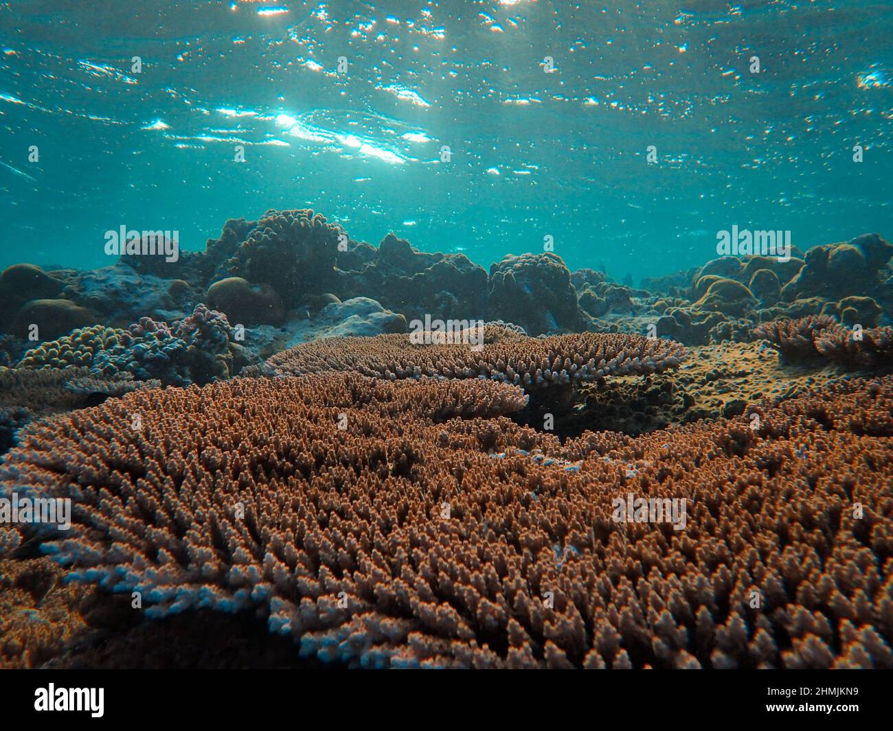 Underwater ocean scenery hi-res stock photography and images - Alamy