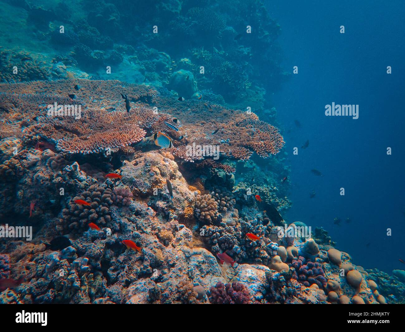 Underwater scene of tropical seabed with reef and fish of different ...