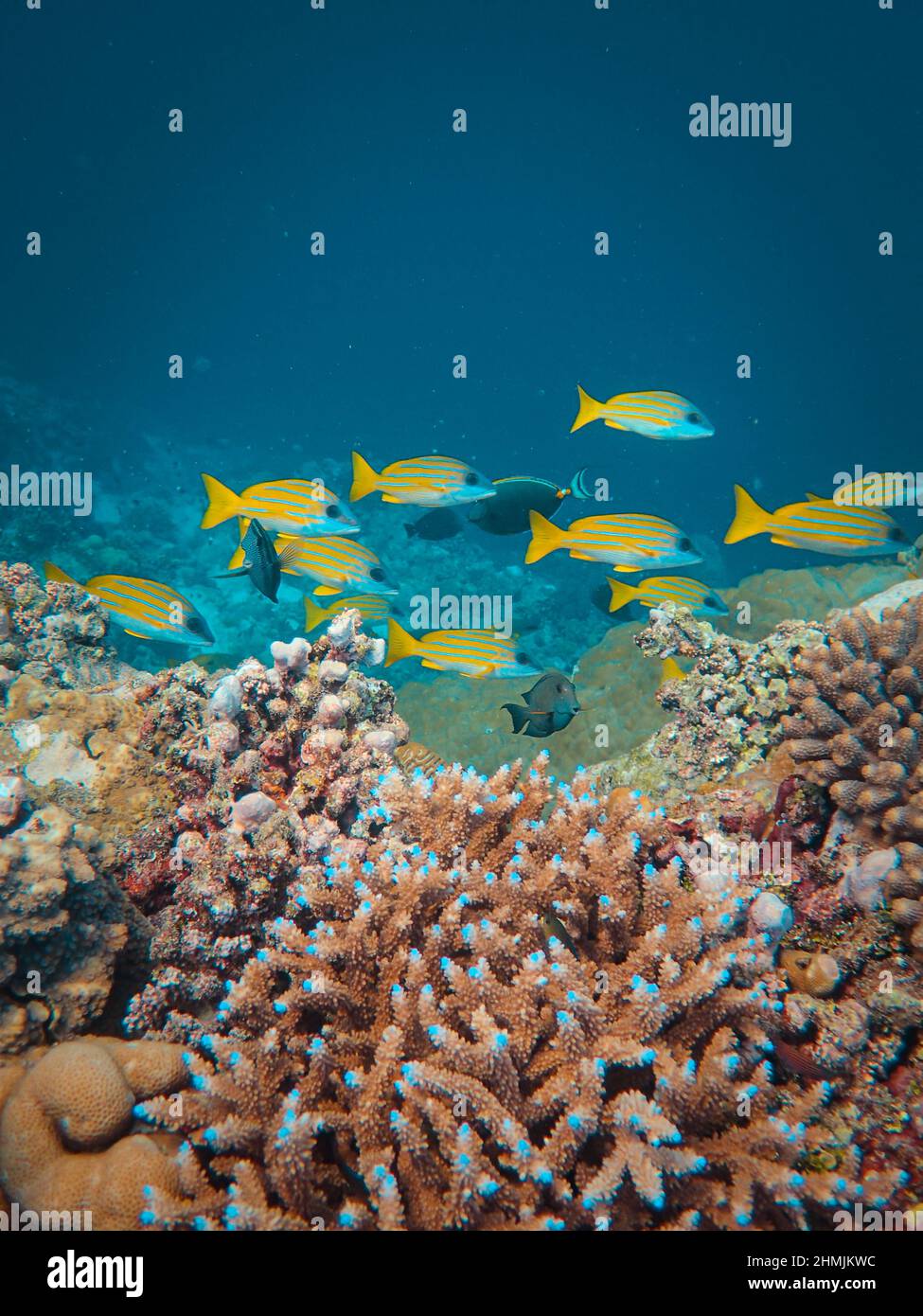 Common bluestripe snapper lutjanus kasmira hi-res stock photography and ...