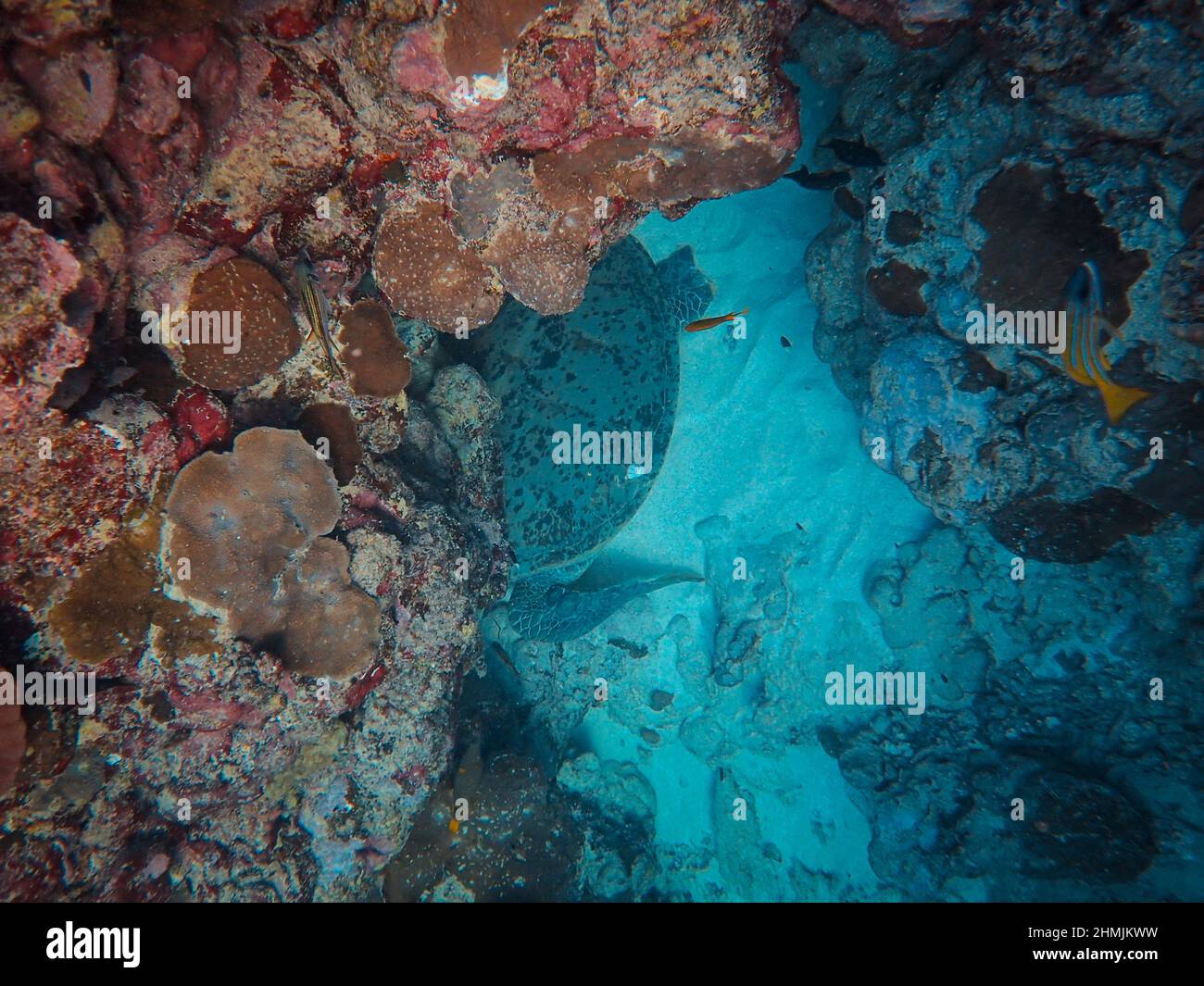 Top view of the teal water of the sea with turtles and fish and ...