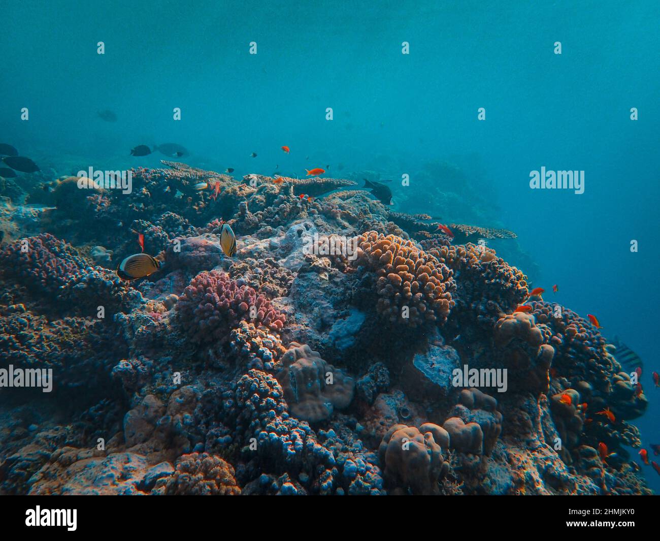Underwater scene of tropical seabed with fish and reef Stock Photo - Alamy