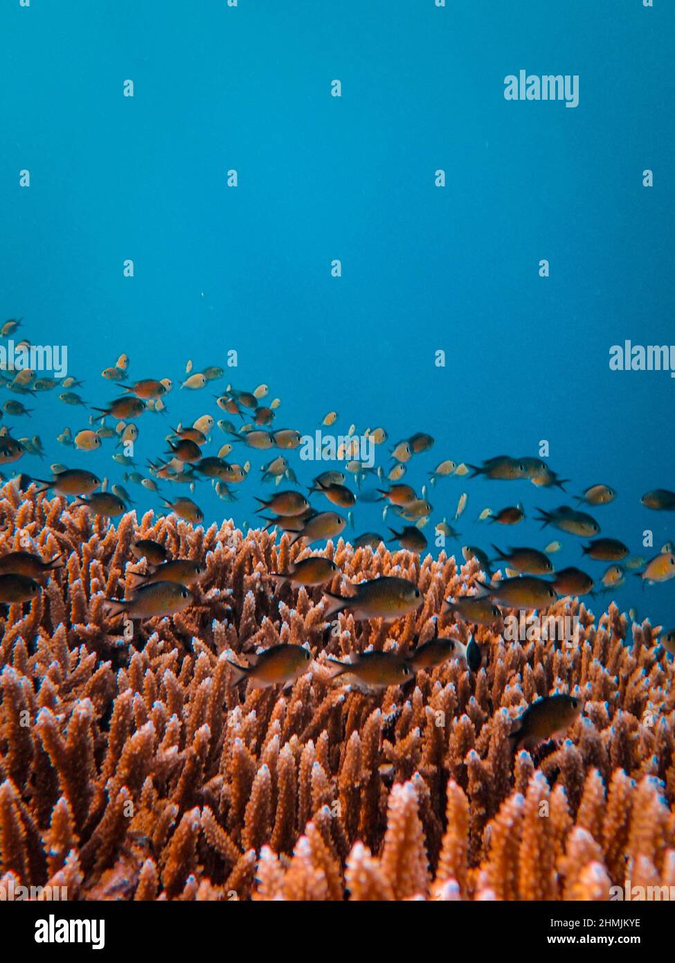 Vertical shot of orange reefs underwater with fish swimming right above ...