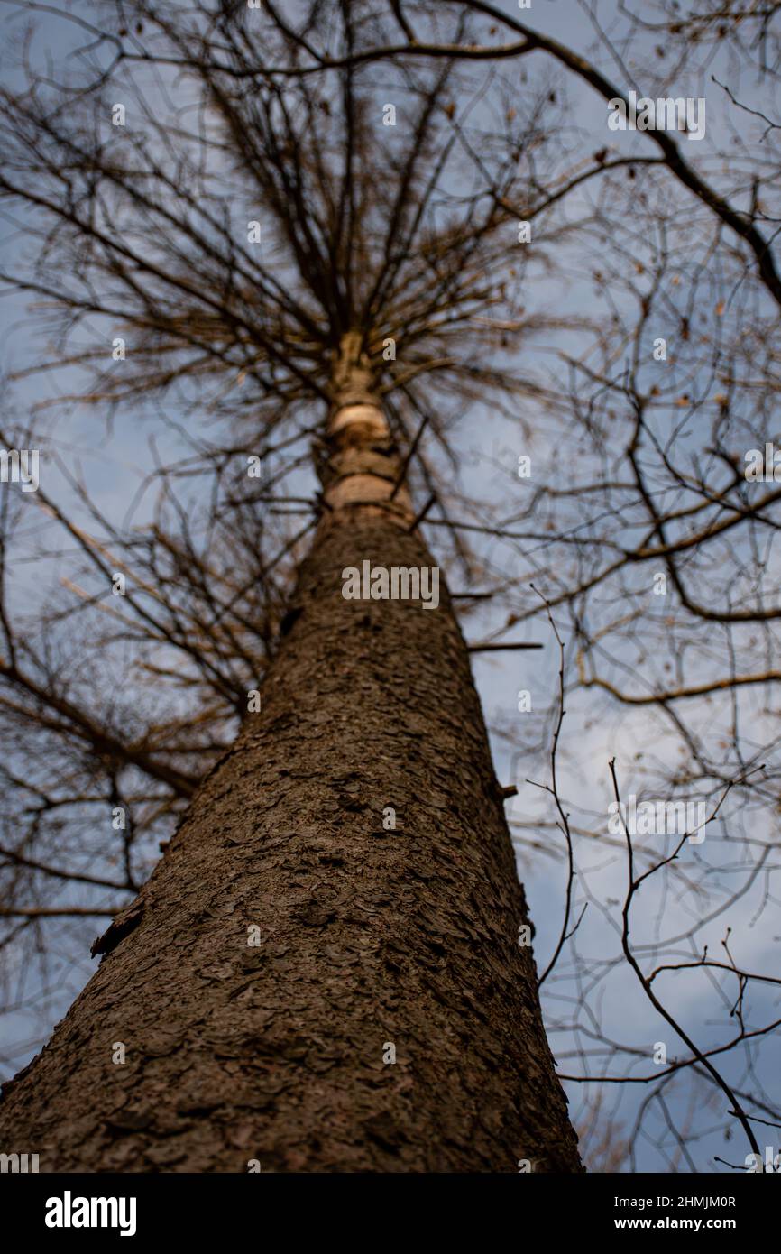Sick tree hi-res stock photography and images - Alamy