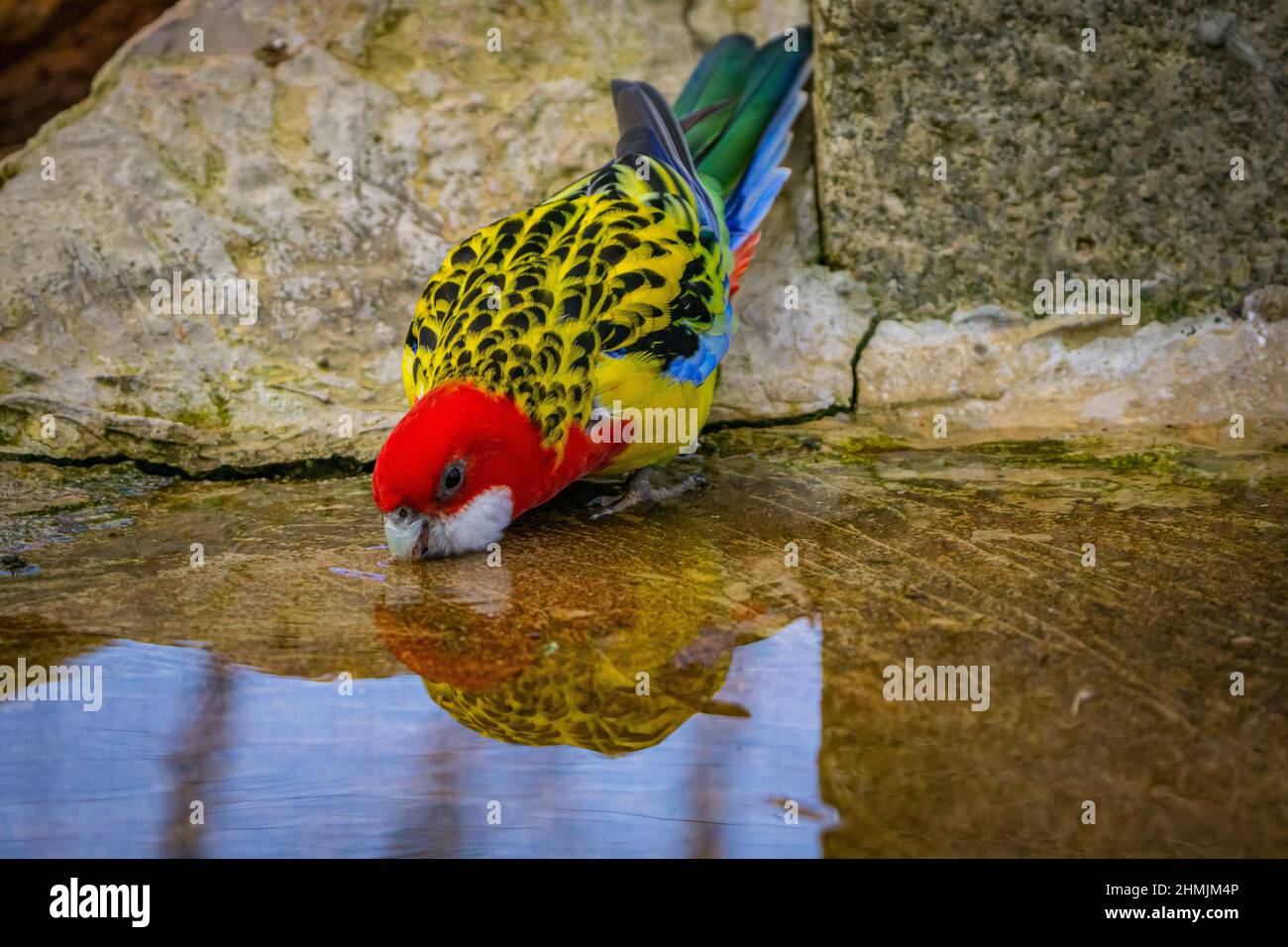Eastern rosella. Australian parrot drinking at water's edge Stock Photo ...