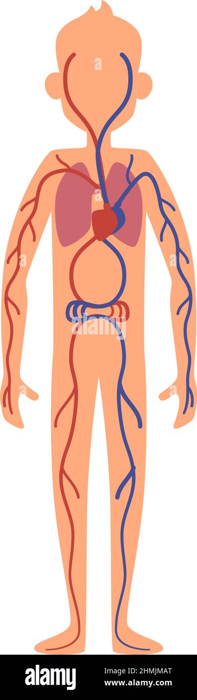 Human cardiovascular system. Man figure with inside anatomy Stock ...