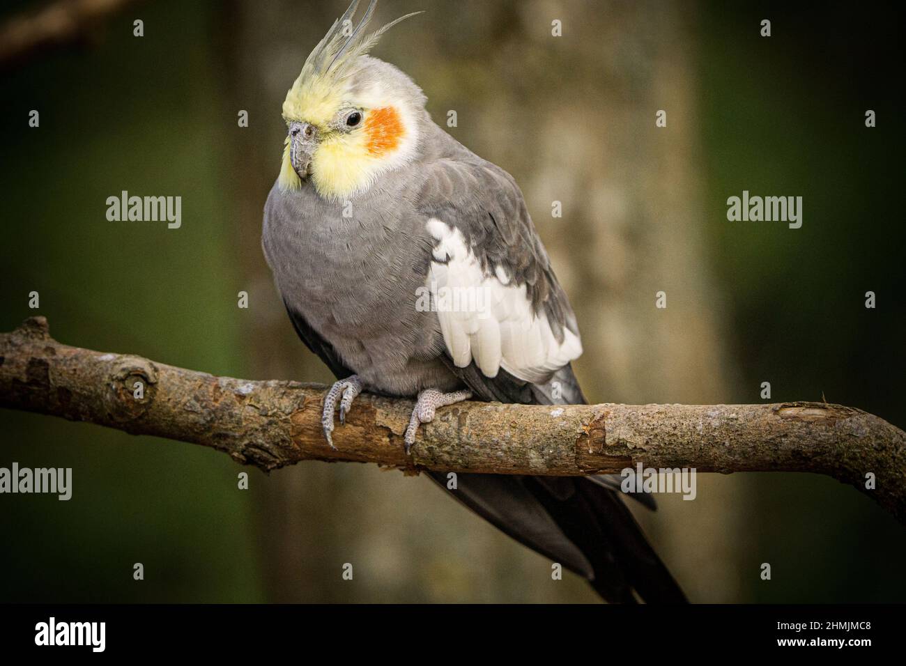 Yellow-gray parrot cockatiel sits on a tree branch. Beautiful colors ...