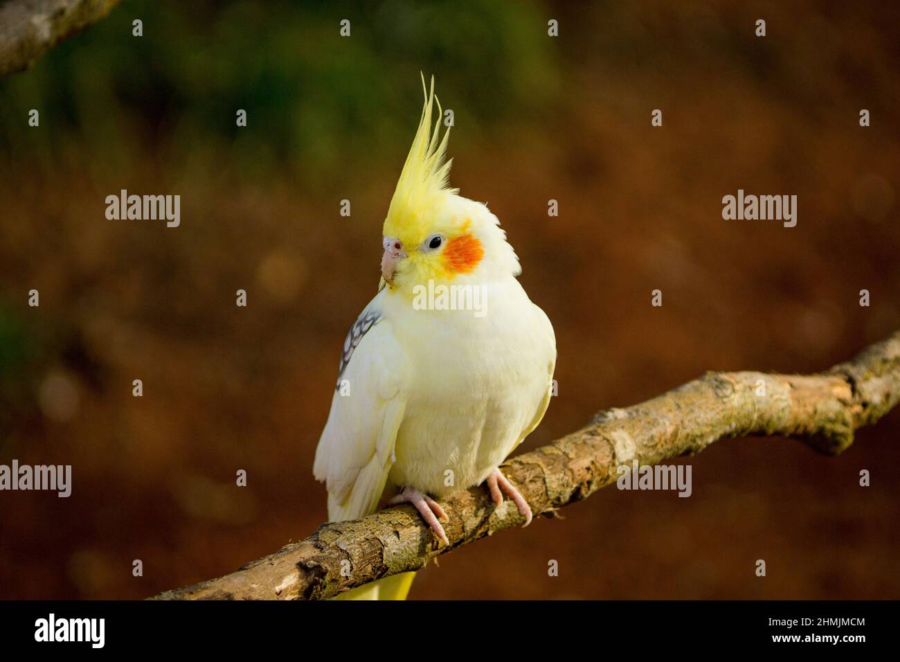 Yellow-gray parrot cockatiel sits on a tree branch. Beautiful colors ...