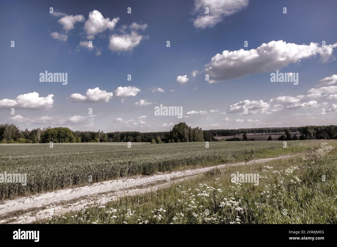 Summer landscape: fields, meadows, country road with trees along the ...