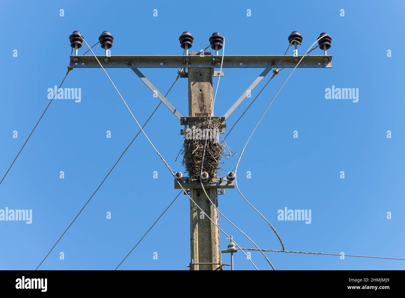 Old energy pole inhabited by birds Stock Photo - Alamy