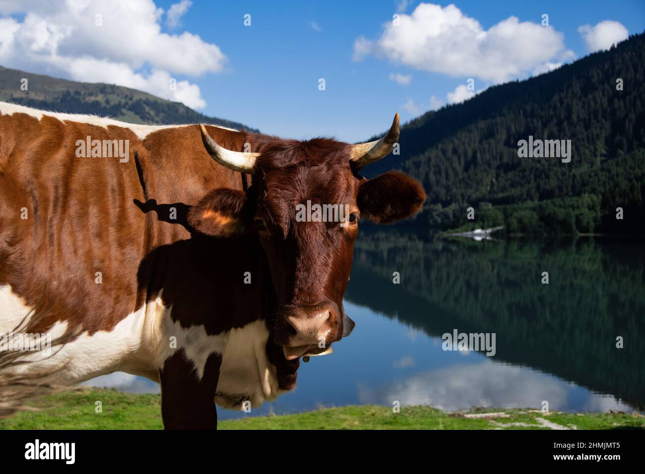 Close-up of a Simmental cattle with horns in good weather in front of ...
