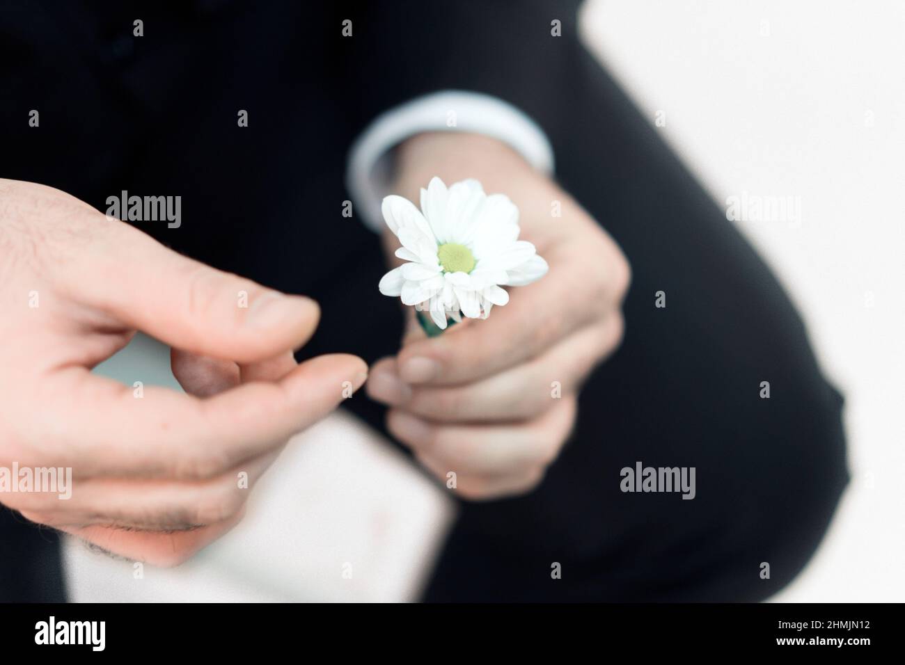 Romantic. Man's hands. A man sits in a jacket with a flower in his ...