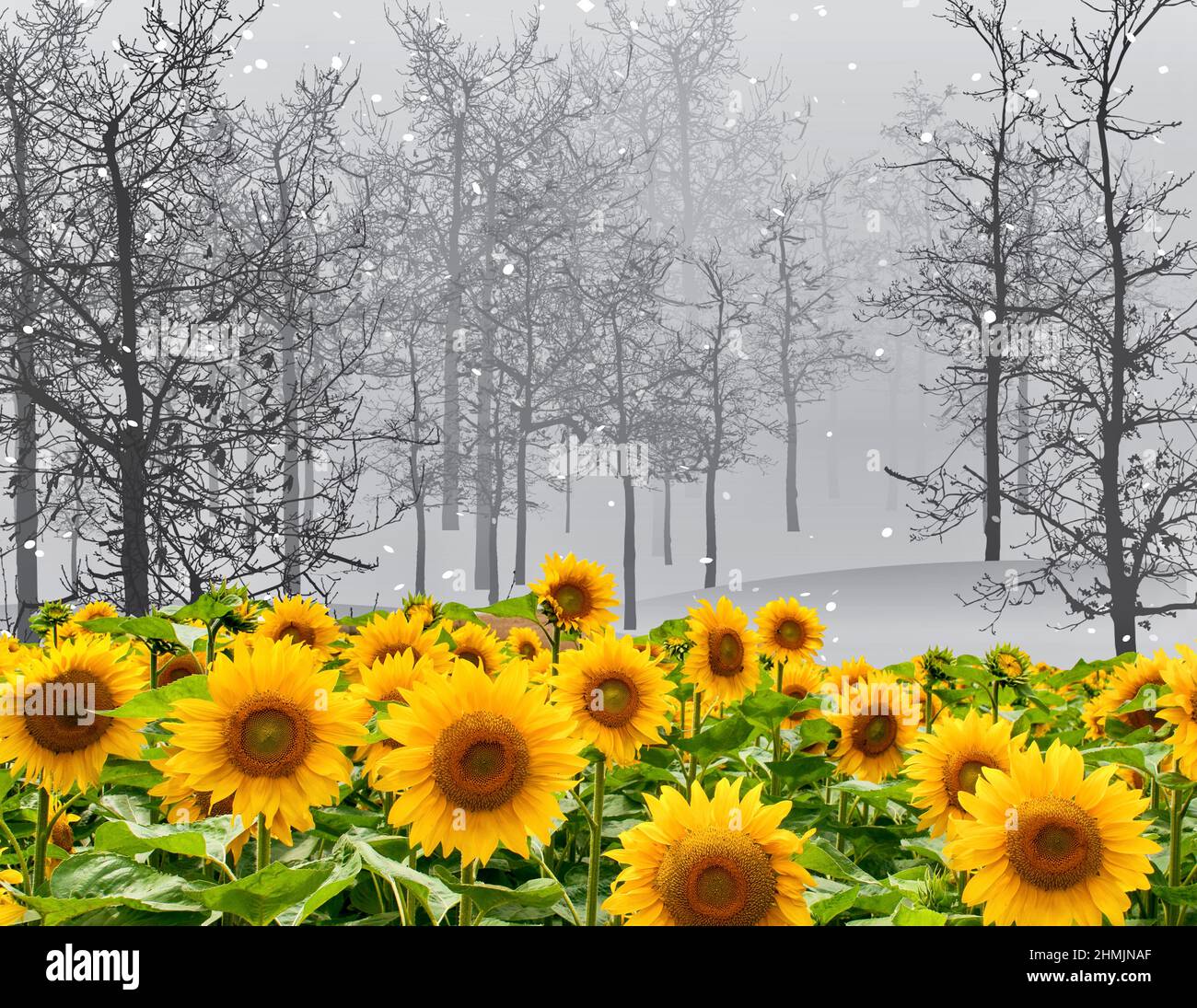 Bizarre winter landscape with sunflowers flowering unusually early ...