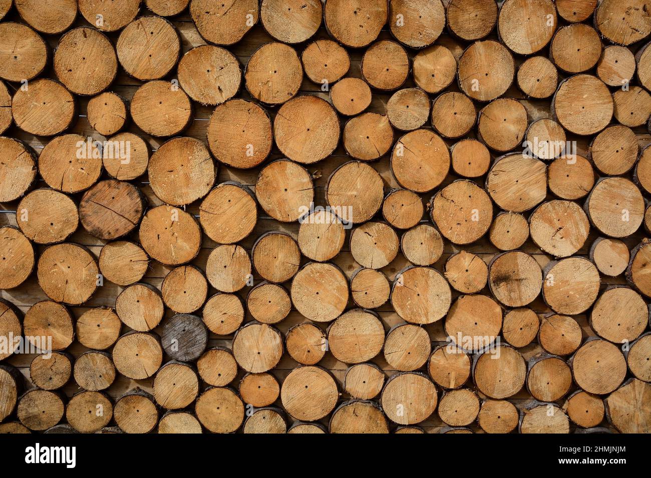 Woodcut from a old oak tree Stock Photo - Alamy