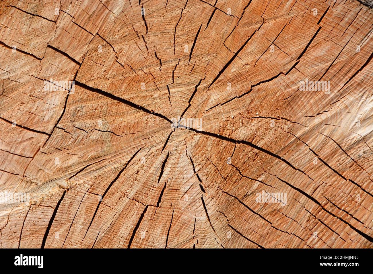 Woodcut from a old oak tree Stock Photo - Alamy