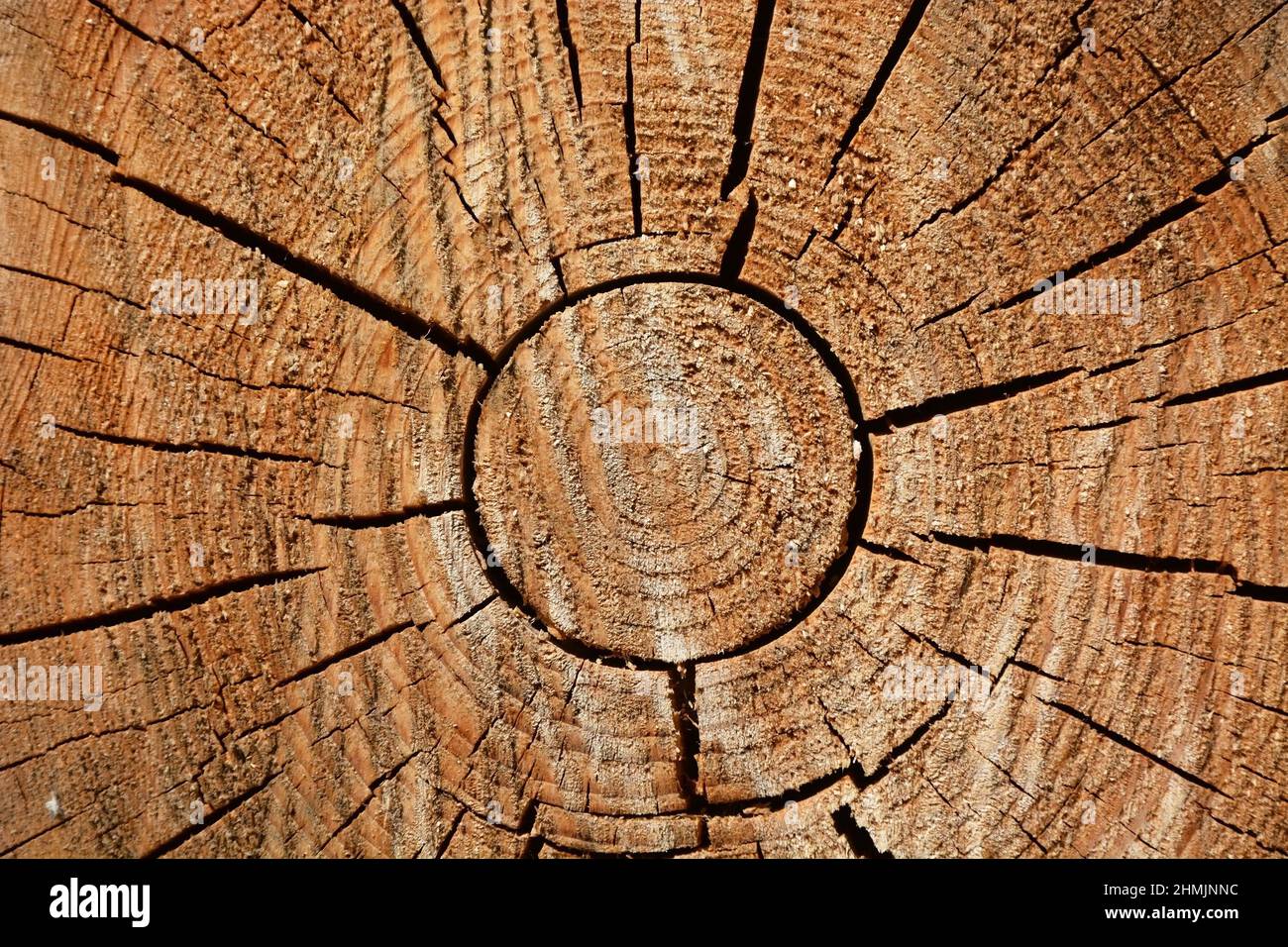 Woodcut from a old oak tree Stock Photo - Alamy