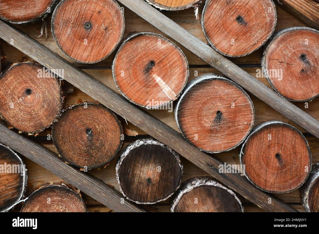 Woodcut from a old oak tree Stock Photo - Alamy