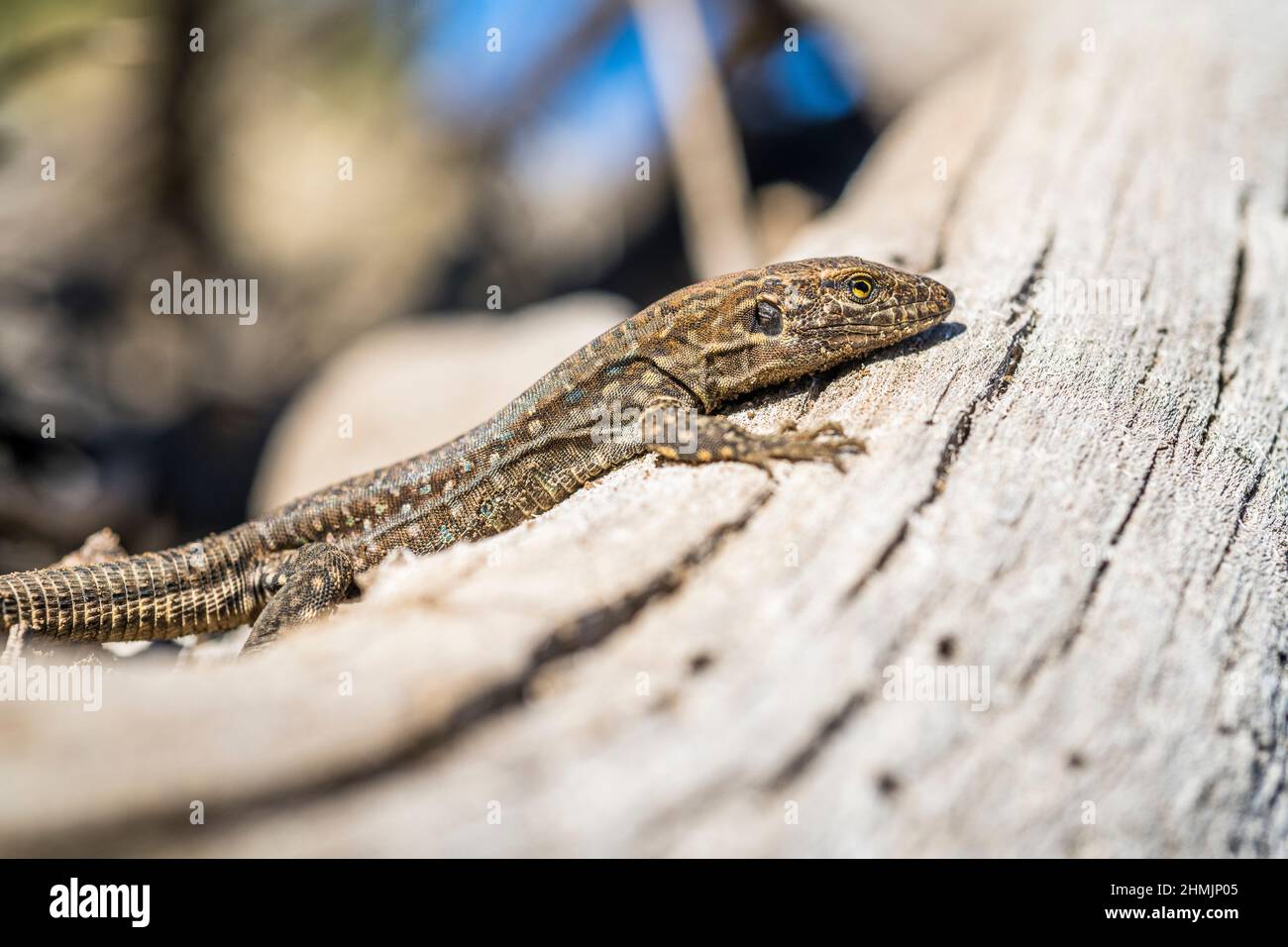 Subspecies galloti of Tenerife lizard (Gallotia galloti galloti ...