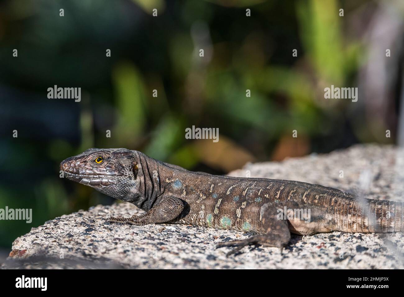 Subspecies galloti of Tenerife lizard (Gallotia galloti galloti ...