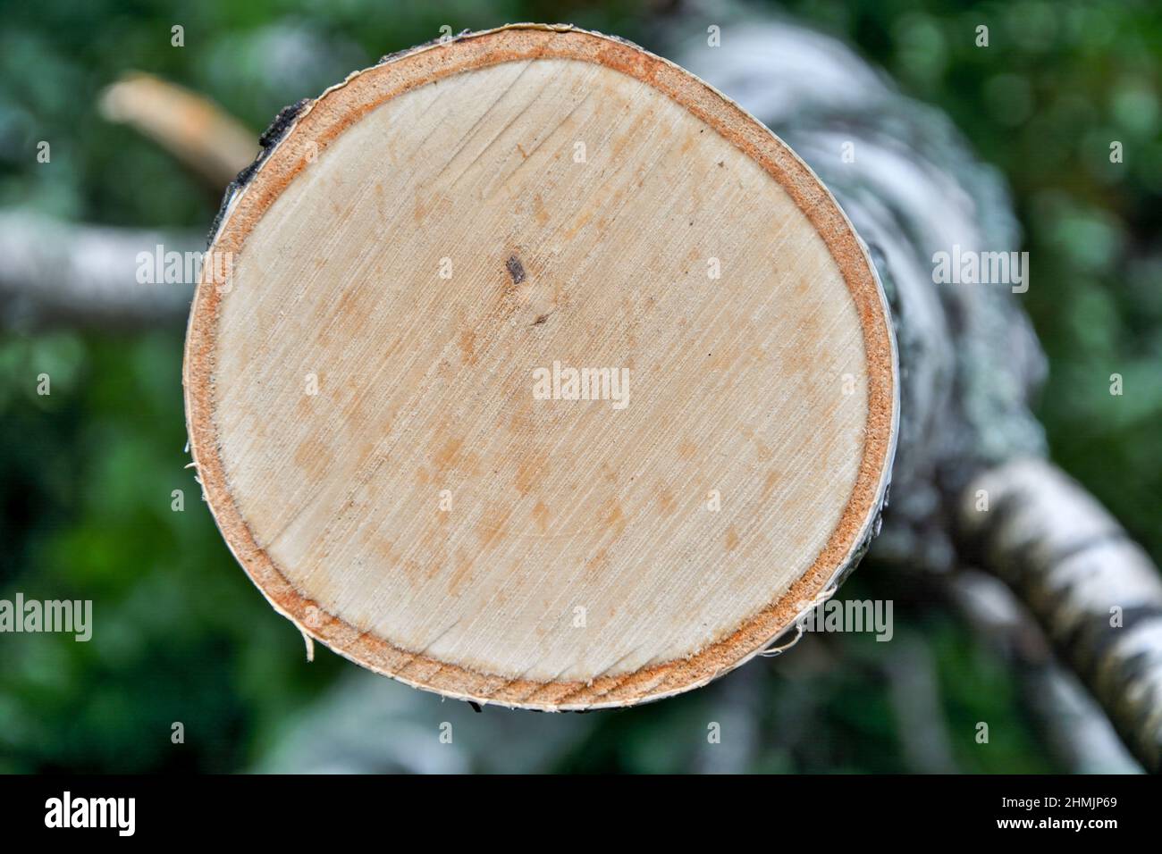 Woodcut from a old oak tree Stock Photo - Alamy