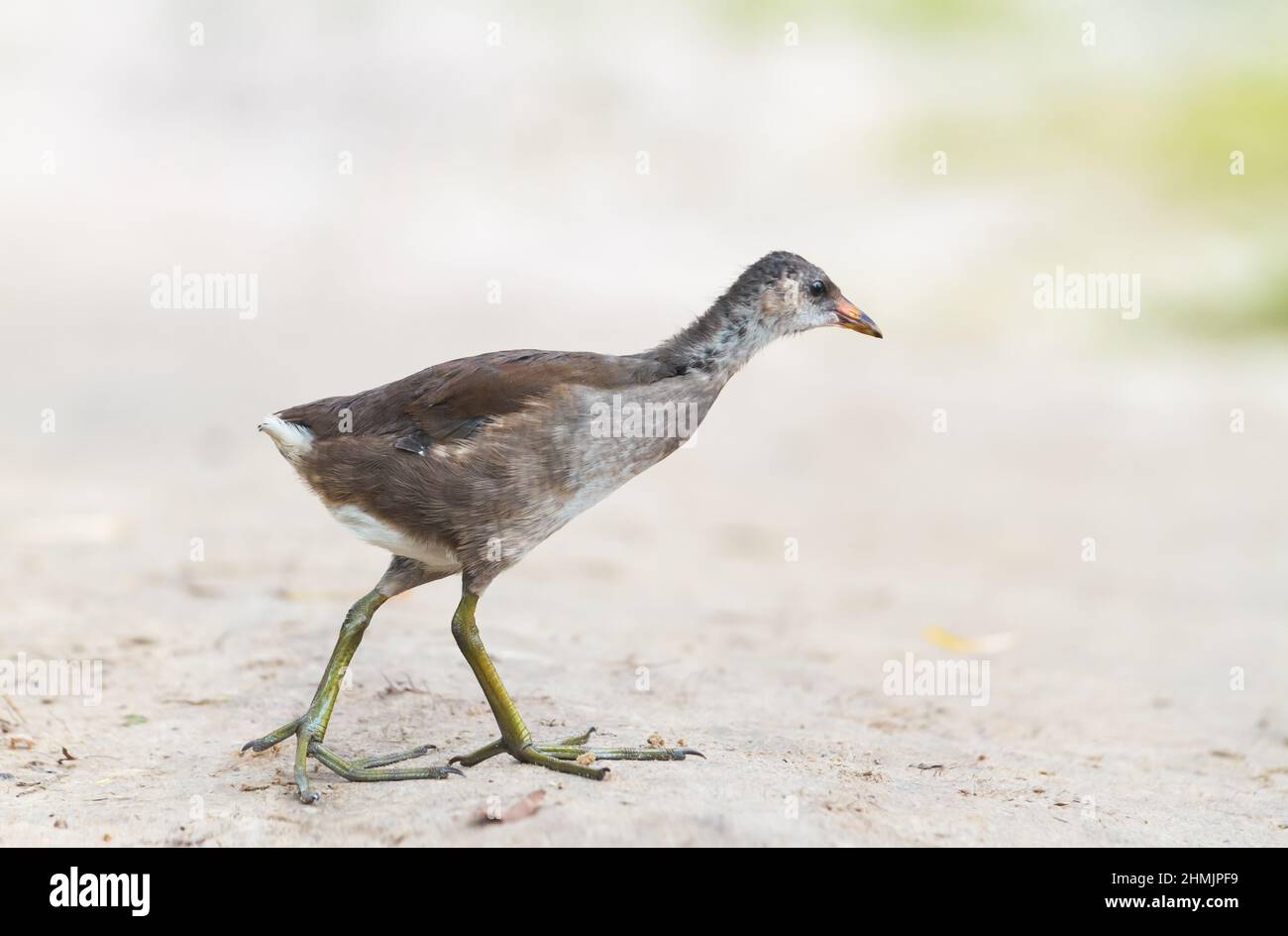 bird with big long fingers is walking Stock Photo - Alamy